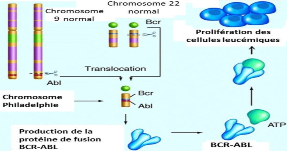 Cytogene_25 | Plate forme d'enseignement à distance